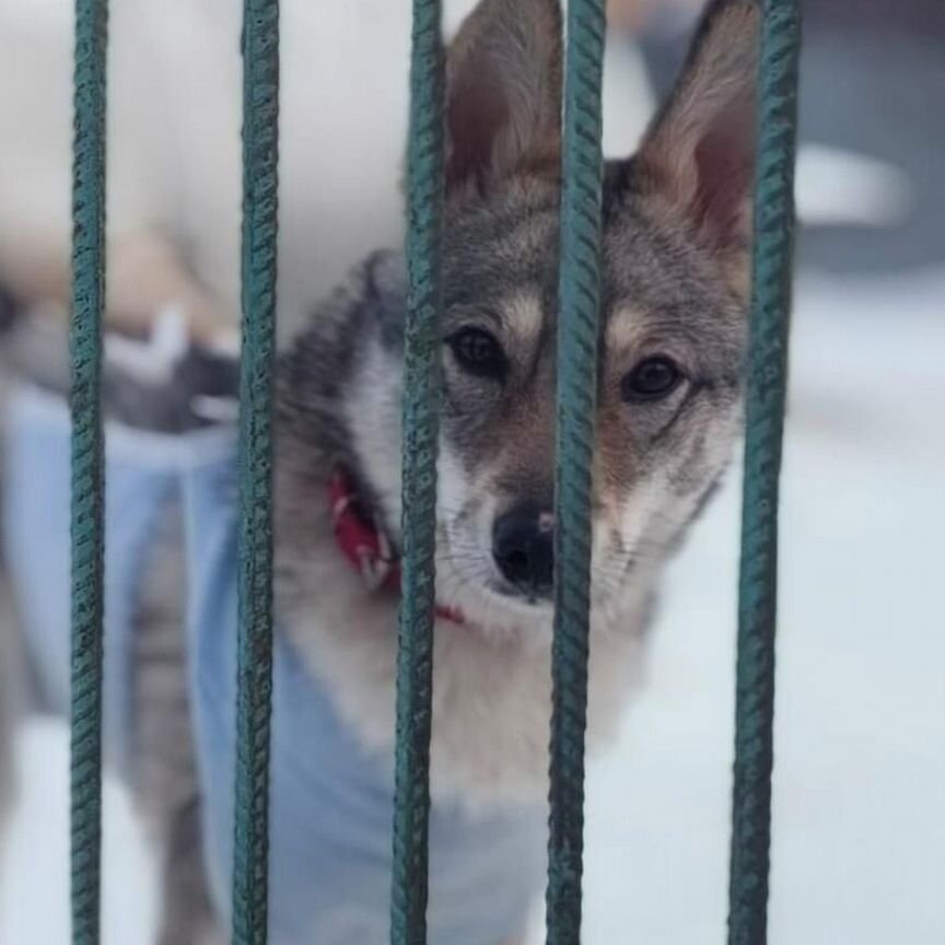 Западно сибирская лайка