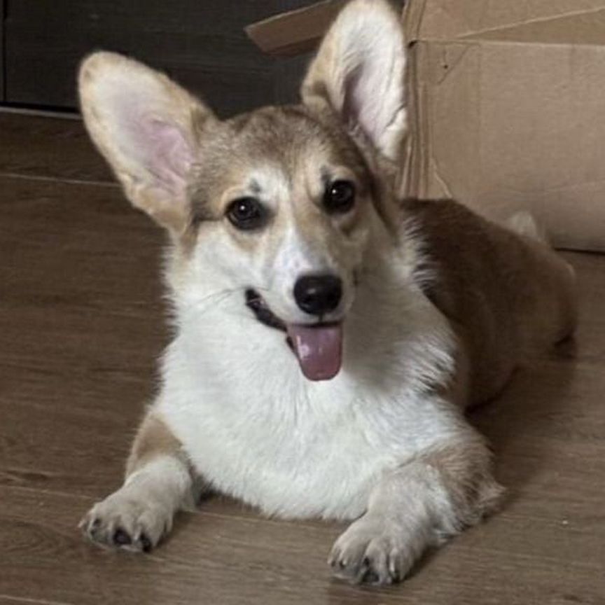 Вельш Корги Пемброк, щенок