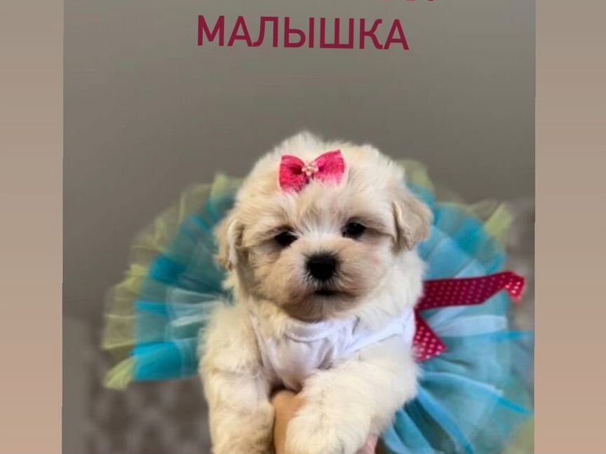 Мальтипу миниф1 Игрушечная Малышка