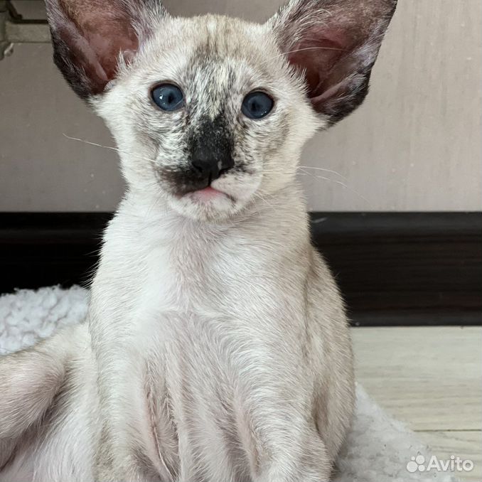 Ориентальная кошка (котенок)