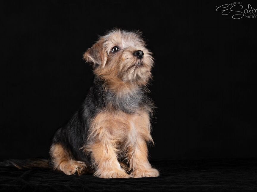 Щенок Норфолк терьера