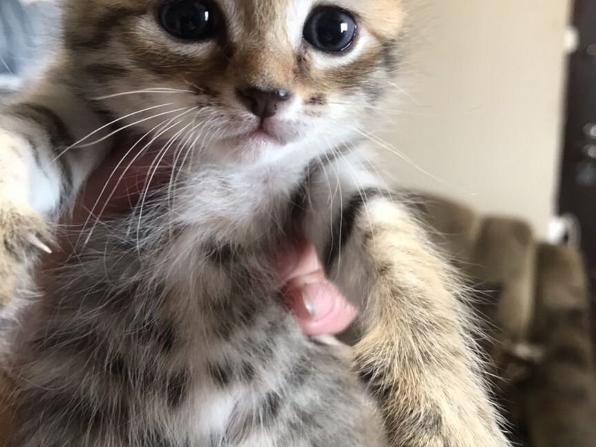 Котятки милашки в дар