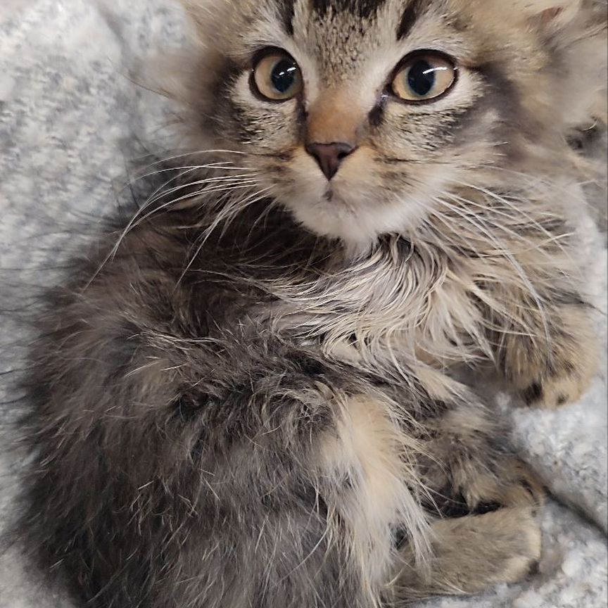 Котенок в добрые руки
