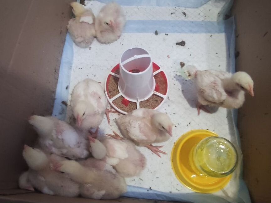 Цыплята бройлеры