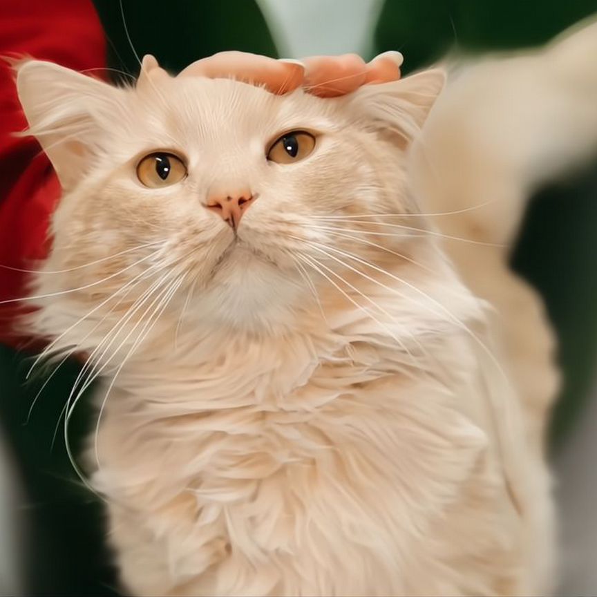 Взрослый кот в добрые руки