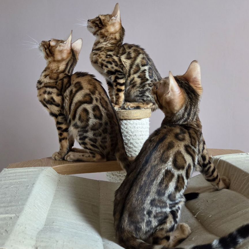 Бенгальские котята