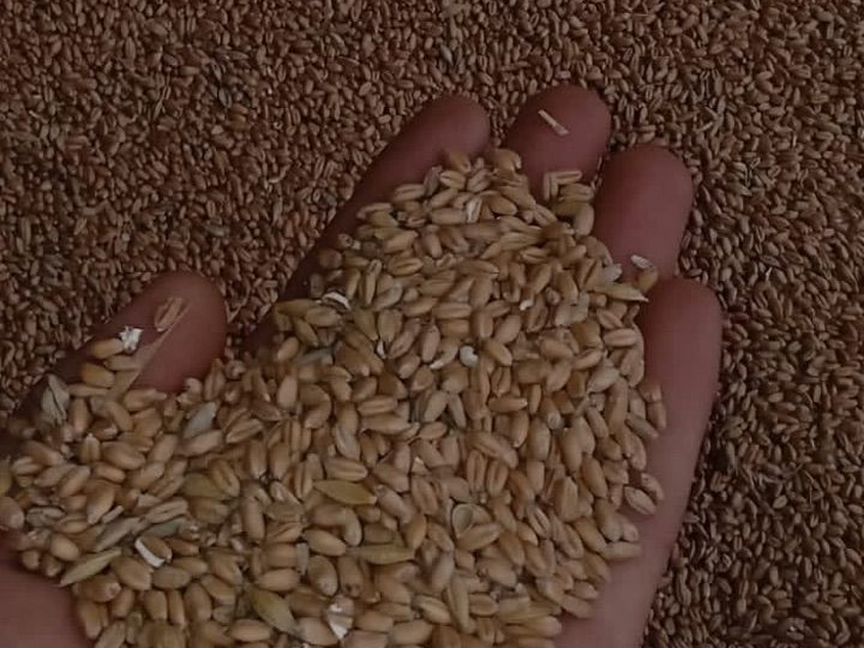 Озимая пшеница