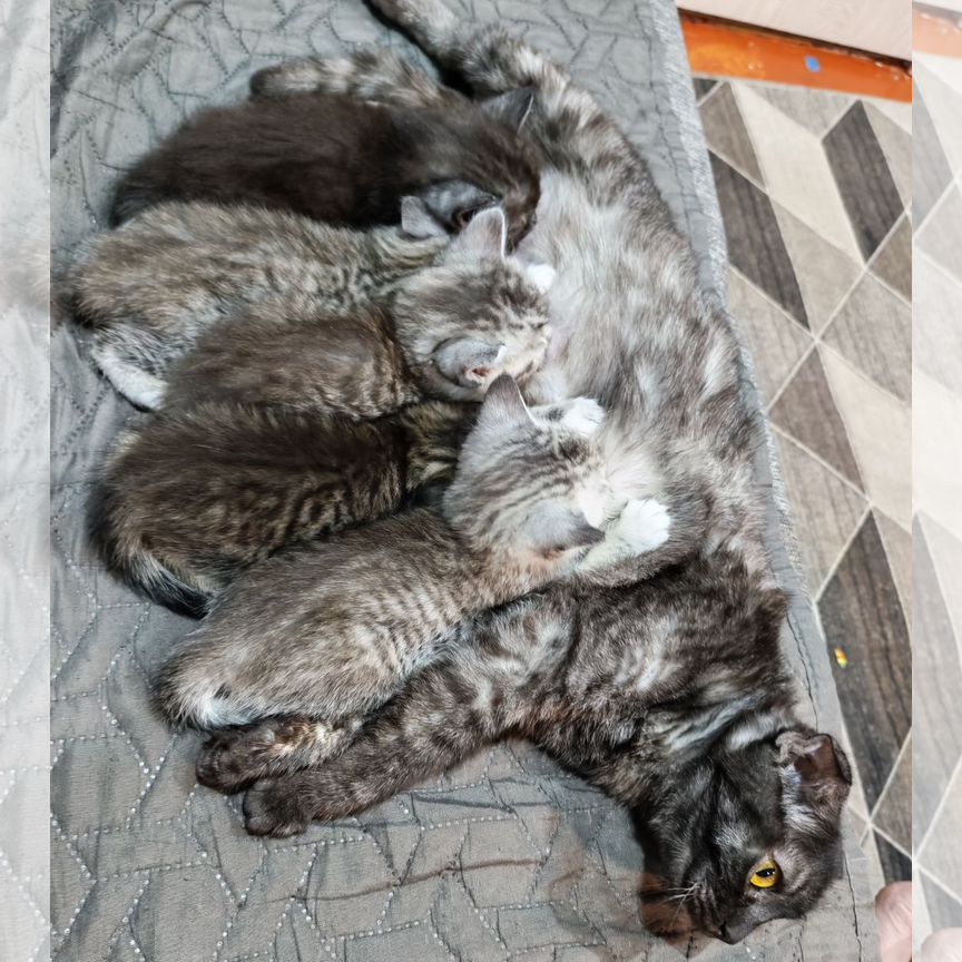 Британский короткошёрстный котёнок