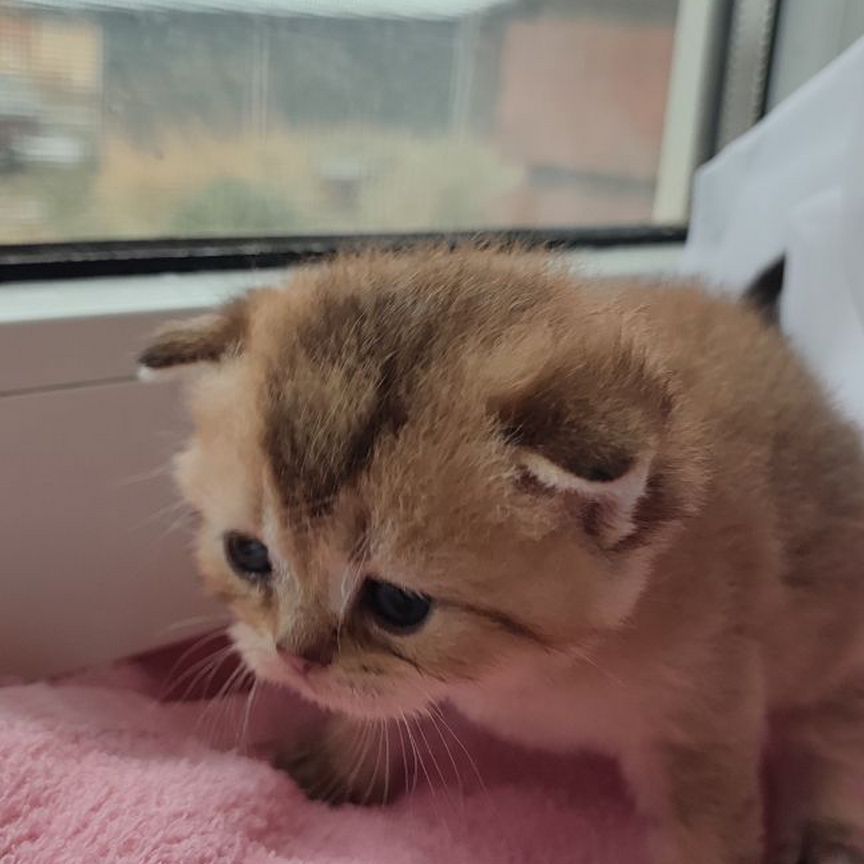 Шотландские золотые котята
