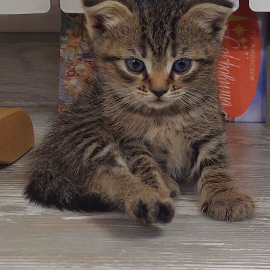 Шотландский прямоухий длинношёрстный котёнок