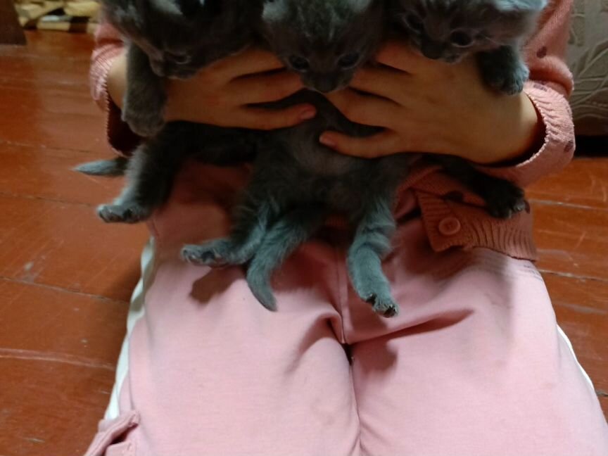 Котята в добрые руки