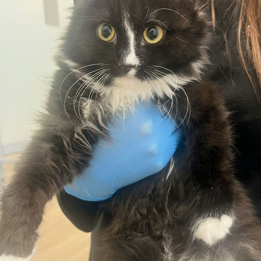 Наоми ищет дом