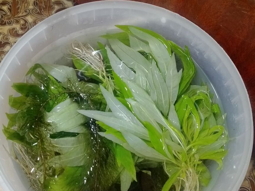 Аквариумные растения