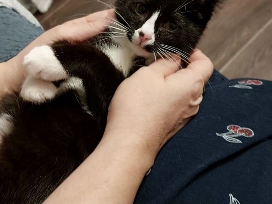 Котенок Феликс, 3 мес