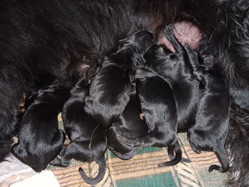 Щенки ризеншнауцера