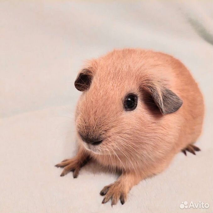 Морские свинки Калифорния и английские Селфы