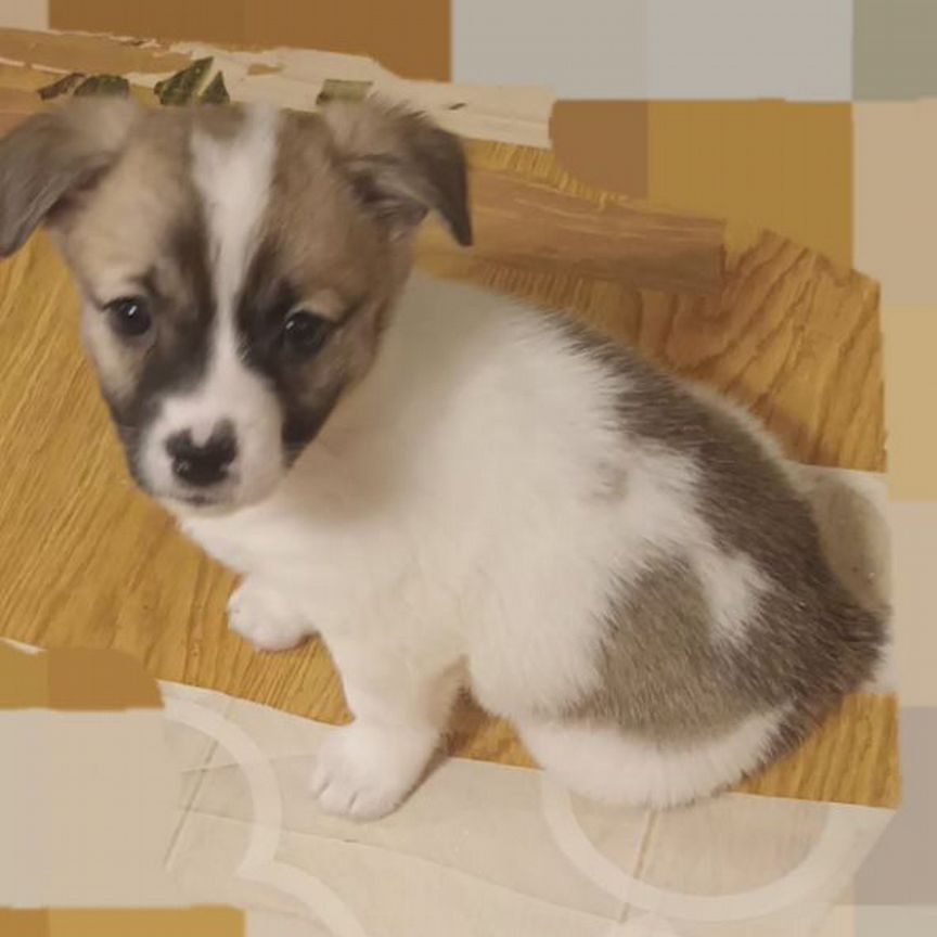 Щенок в добрые руки