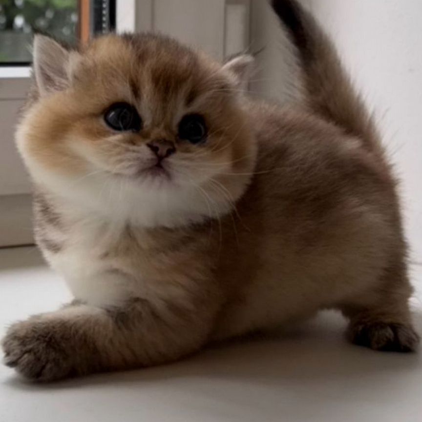 Британский короткошёрстный котёнок