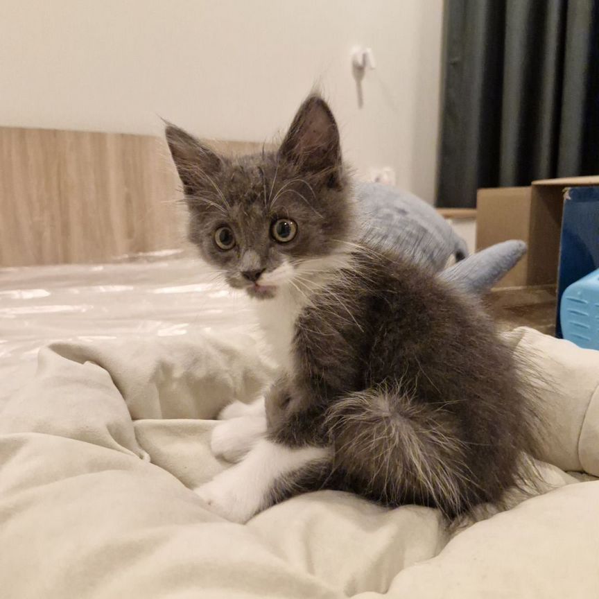 Кот с приданым