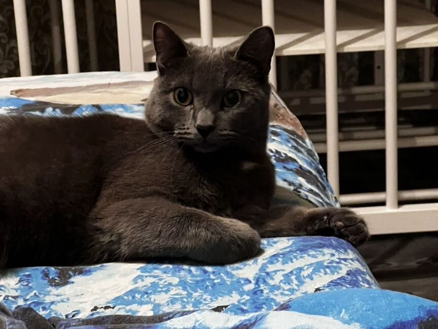Кот