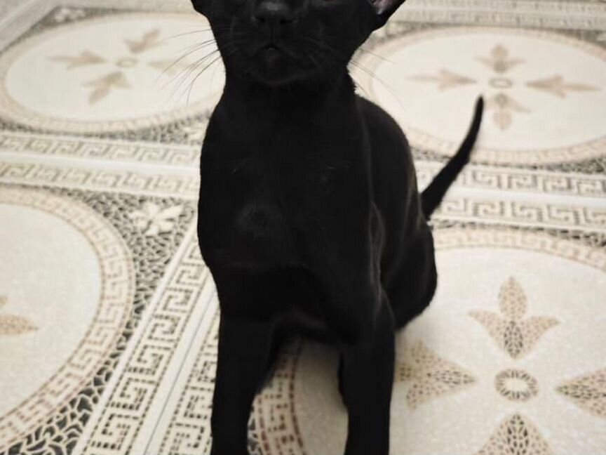 Ориентальный Чёрный Котик 2,5 мес. с документами