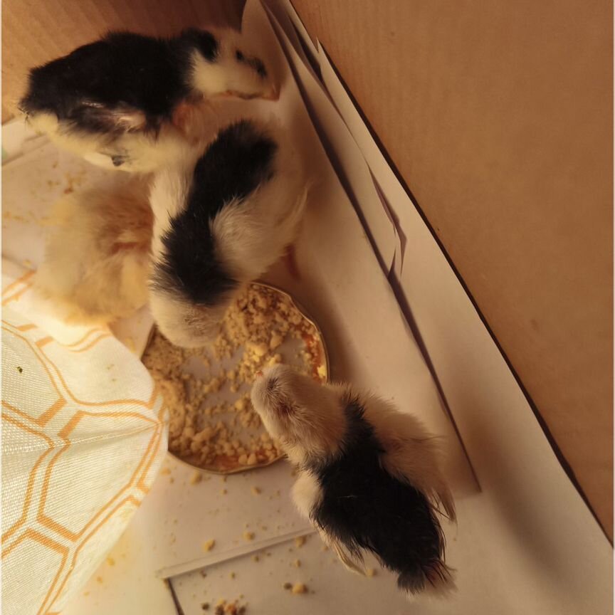 Цыплята 2 суток. легорн