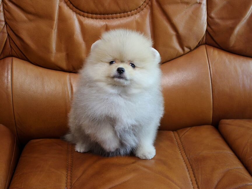 Померанский шпиц мишка