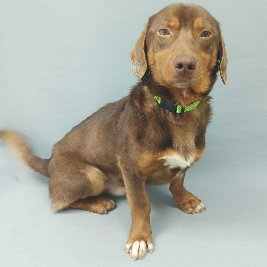 Такса, взрослый пёс