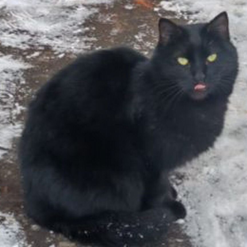 Кошечка ласкуша и мышеловка