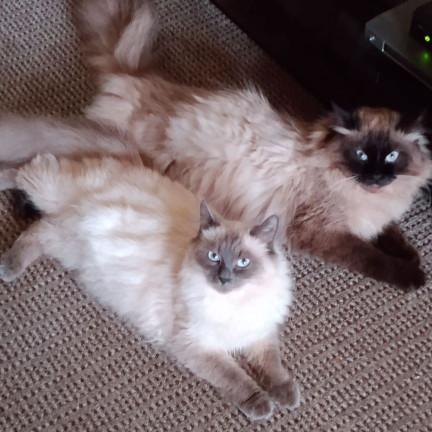 Невские маскарадные котята