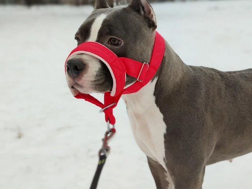 Халти для собак