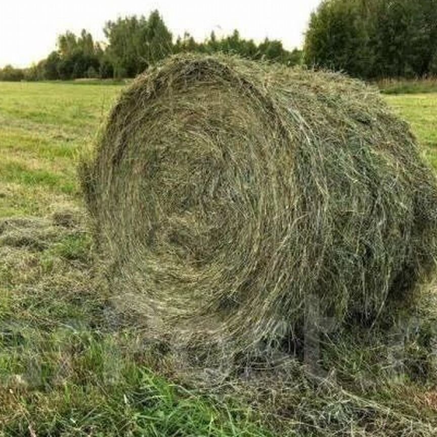 Сено в рулонах