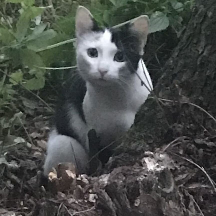 Кот
