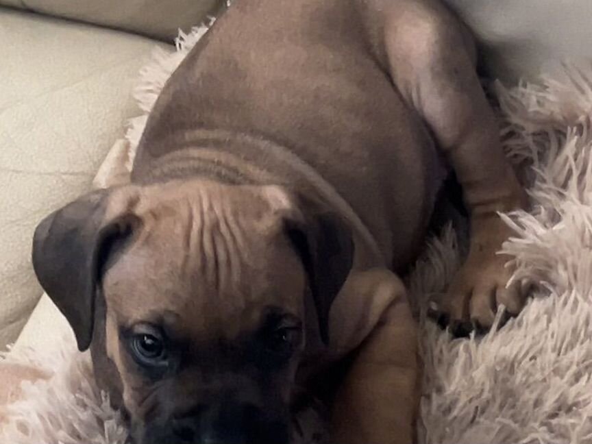 Щенки кане корсо