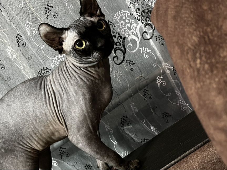 Канадский сфинкс эльф