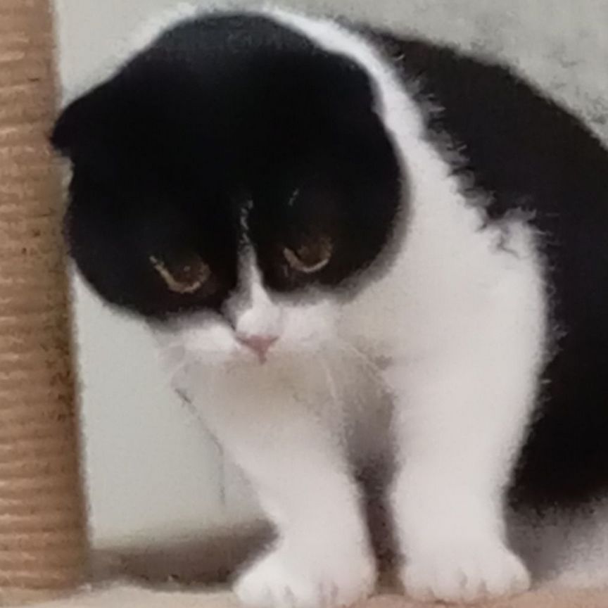 Взрослая, Девочка кошка в добрые руки