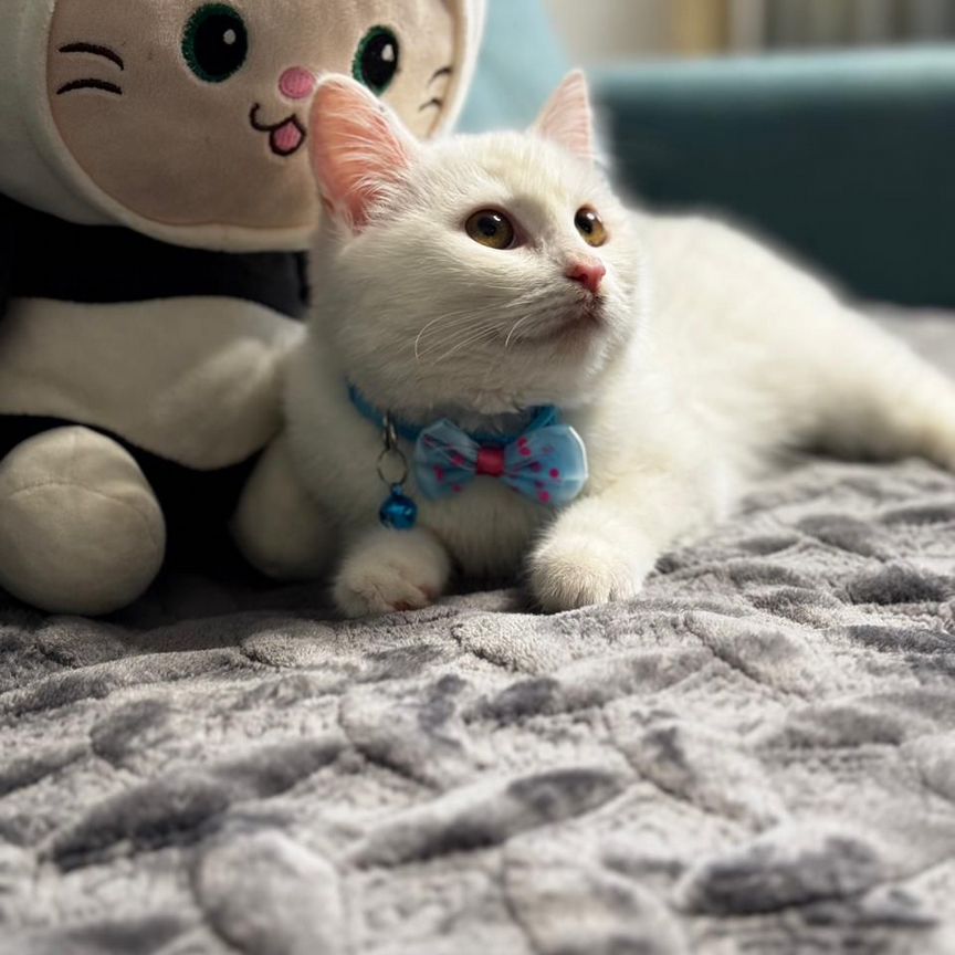 Котенок девочка 5 месяцев