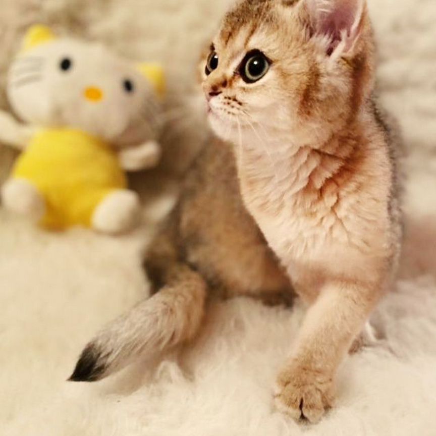 Британские котята