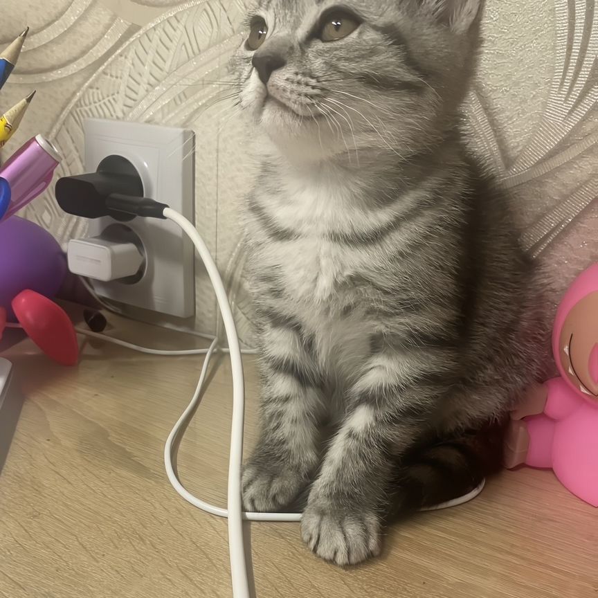Шотландский прямоухий короткошёрстный котёнок