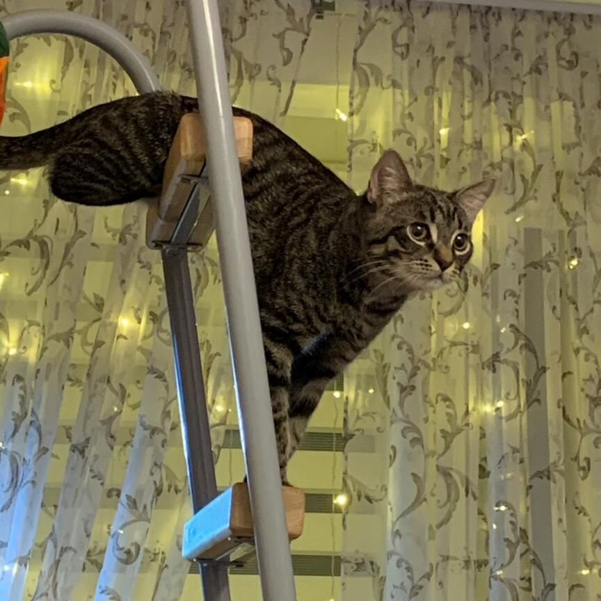Котенок 5 месяцев мальчик бесплатно