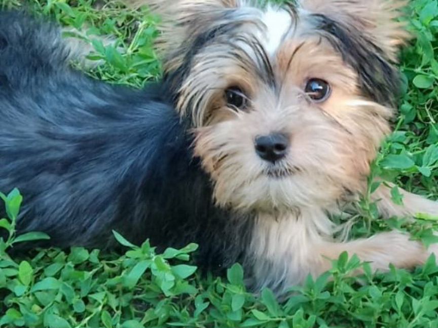 Йоркширский терьер