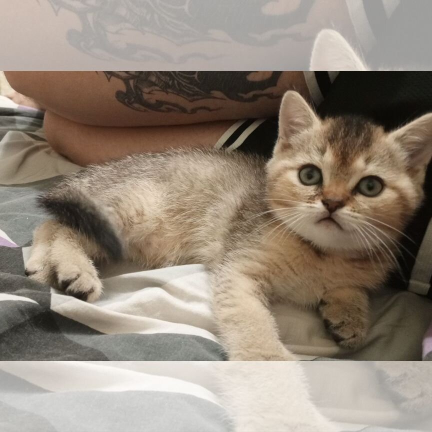 Котенок британец