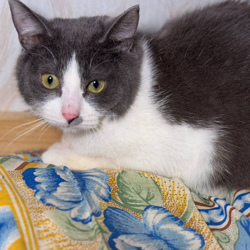 Кошка в семью