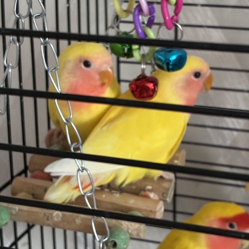 Попугай неразлучник