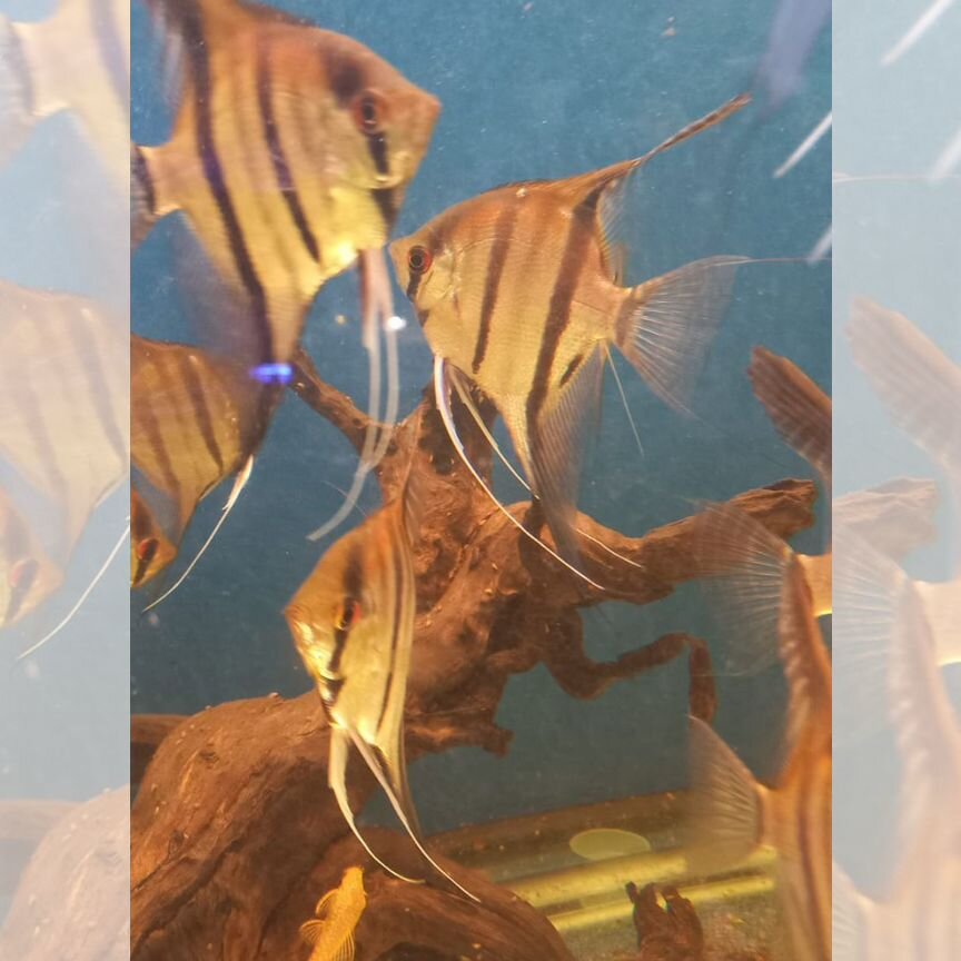 Скалярии rio нанай