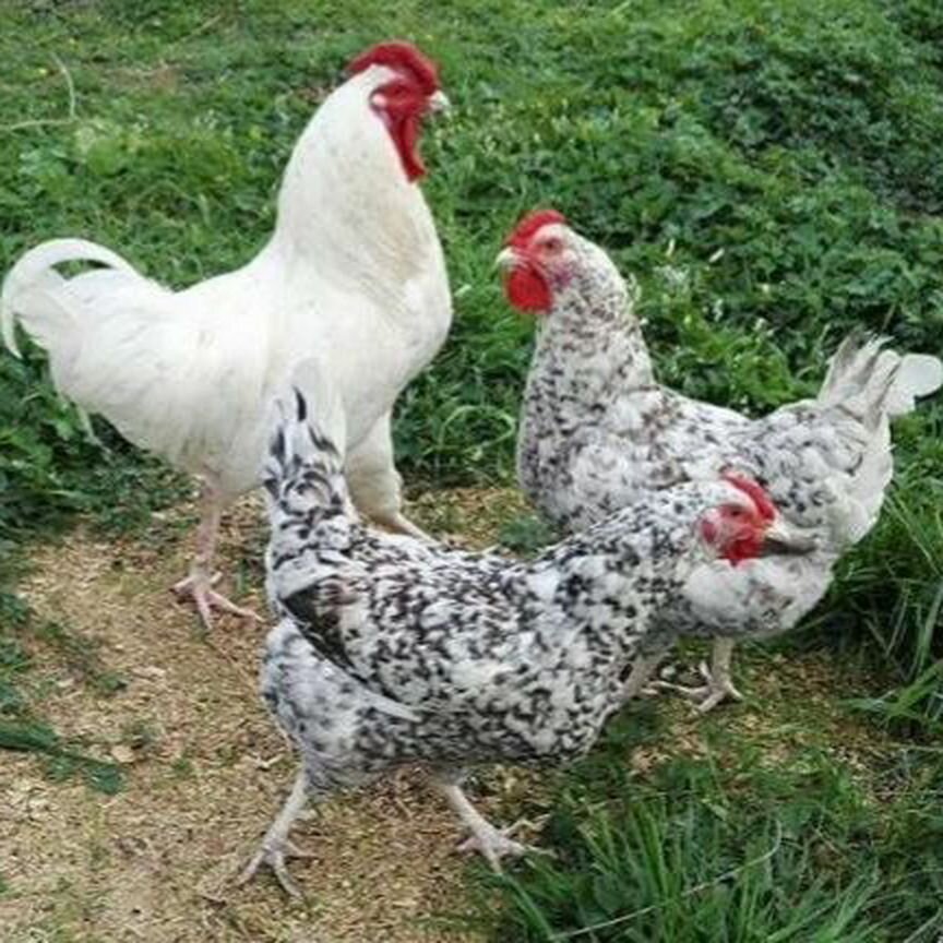 Пушкинские,семья,молодки