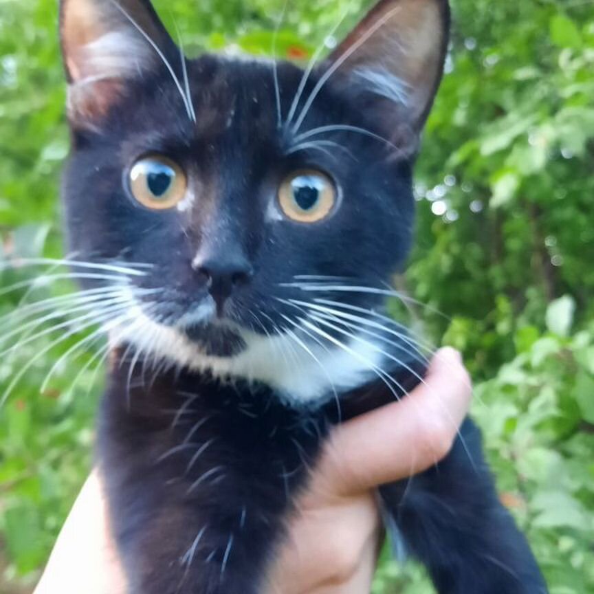 Котёнок в добрые руки