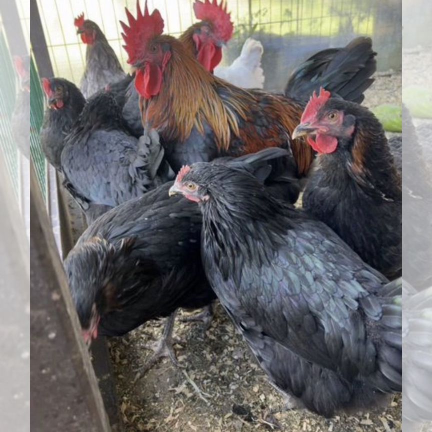 Куры маран черно -медный маран