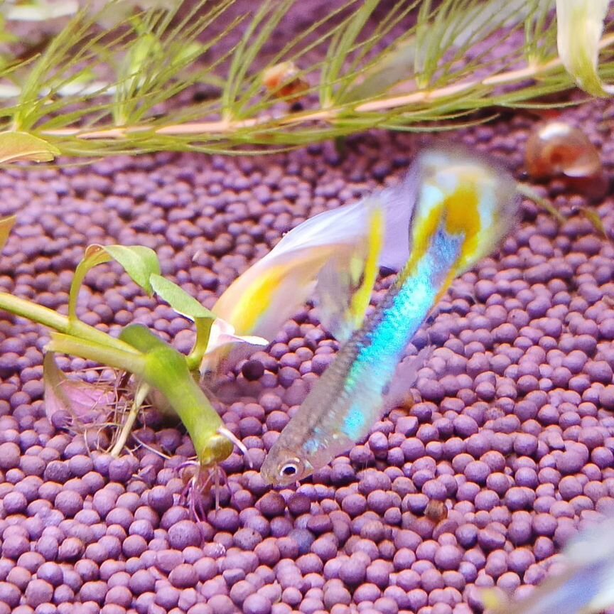 Рыбки гуппи