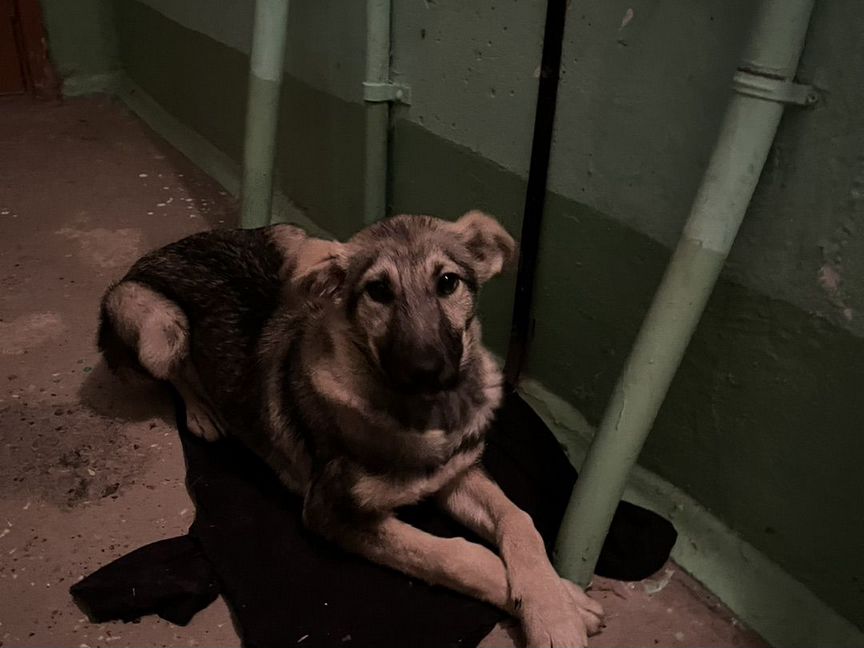 Девочка ищет дом